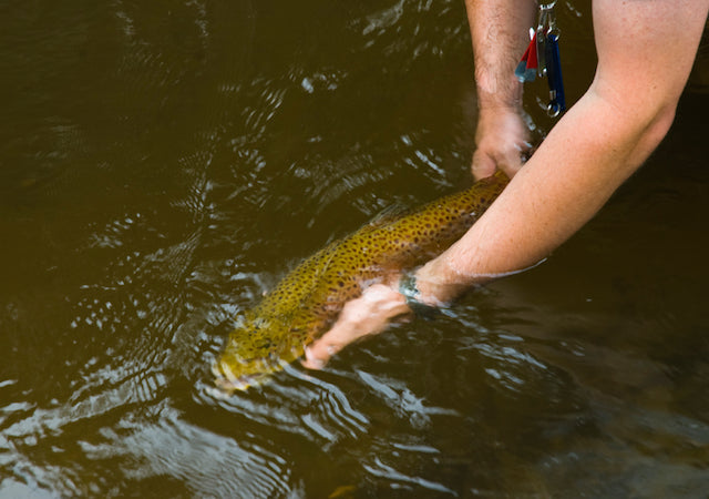 How To Properly Release A Fish – Fishing Online